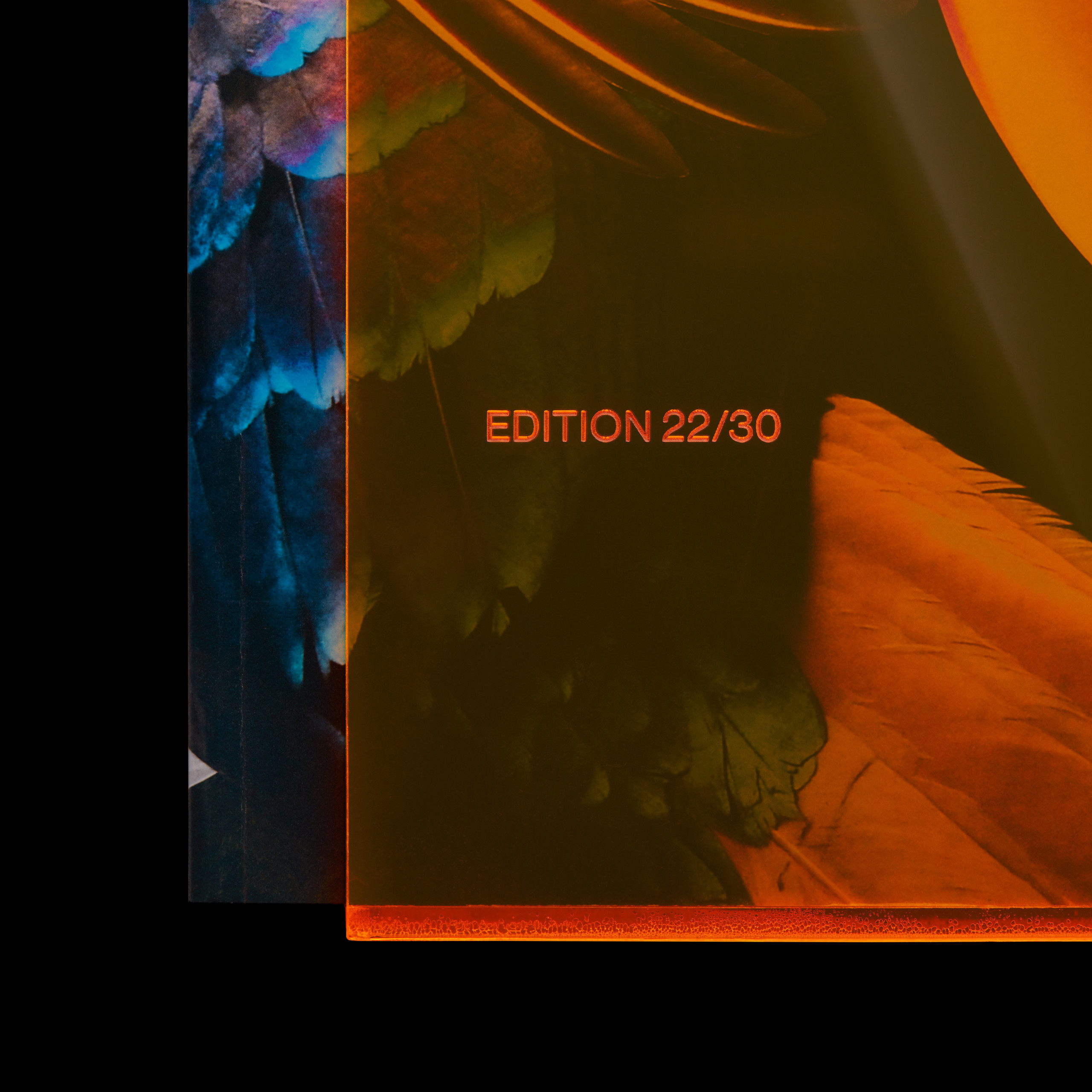 The Bird Project 2006–2017 by Erik Berglin – LL’Editions